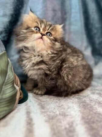 Buy and sell Persian cats and kittens online | Persian Owners