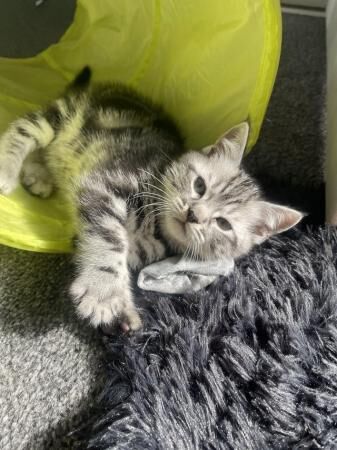 Buy and sell Persian cats and kittens online | Persian Owners