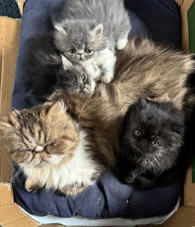 Buy and sell Persian cats and kittens online | Persian Owners