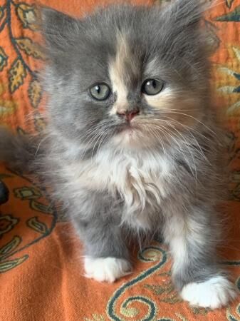 Pedigree Persian Kittens For Sale in Tytherington, Gloucestershire ...