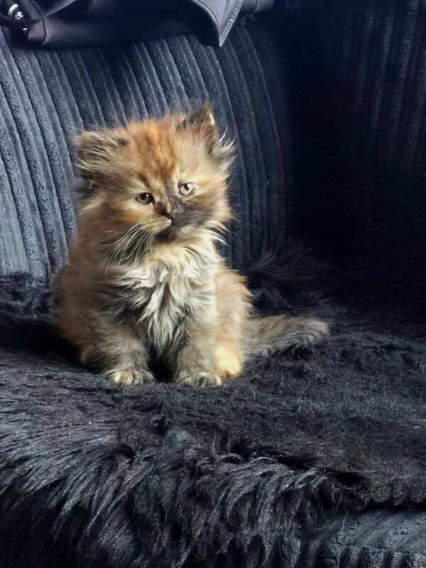 Persian Cross Cat For Sale in Tooting, Greater London | Persian Owners