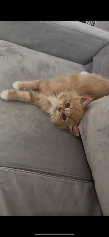 Persian Ginger Kitten For Sale in Potters Bar, Hertfordshire | Persian ...
