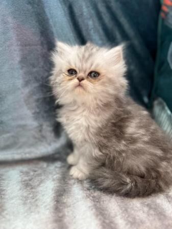 Buy and sell Persian cats and kittens online | Persian Owners